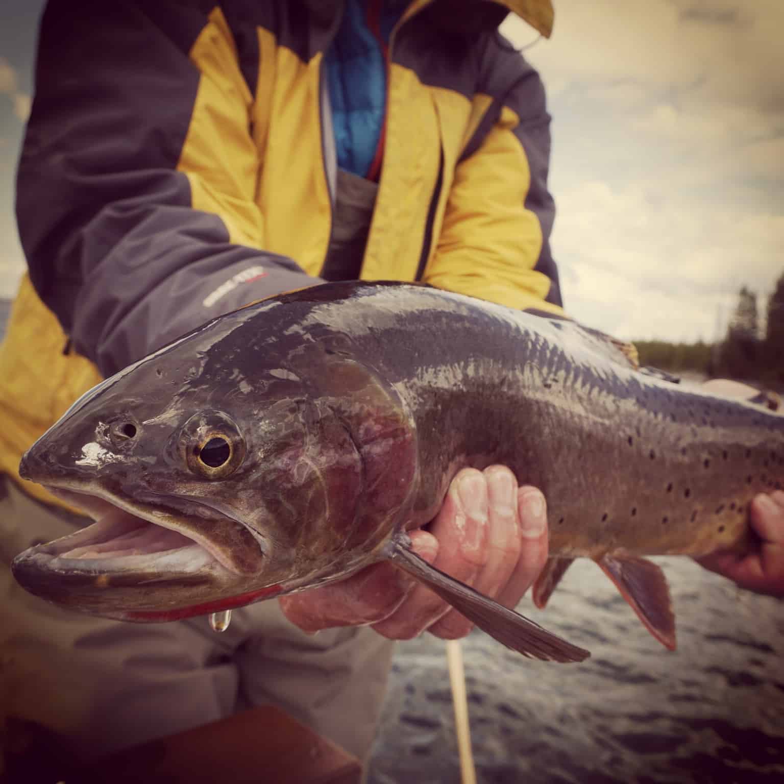 Jackson Hole Anglers - Best of Jackson Hole
